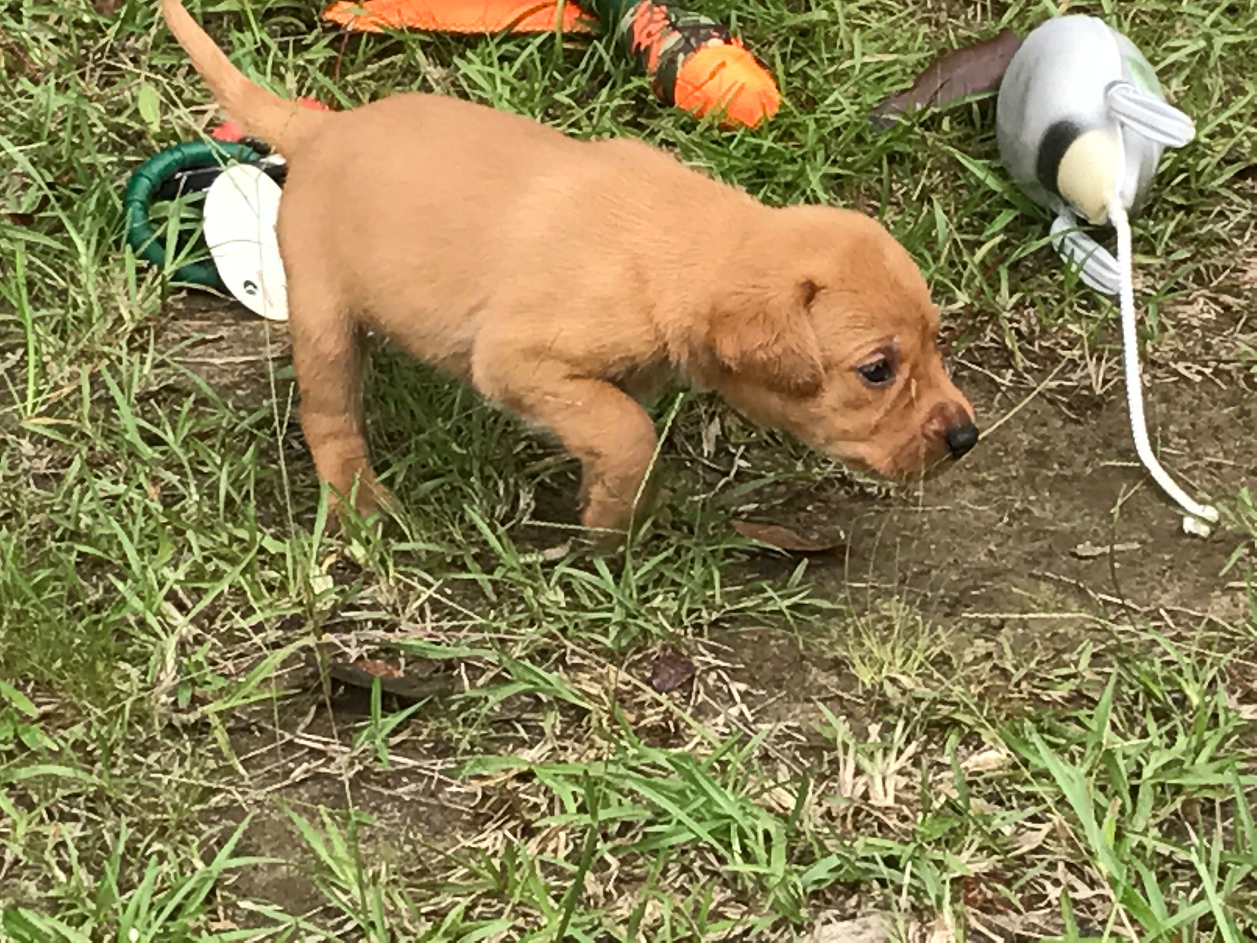 Red British Lab - Ace's Retrievers